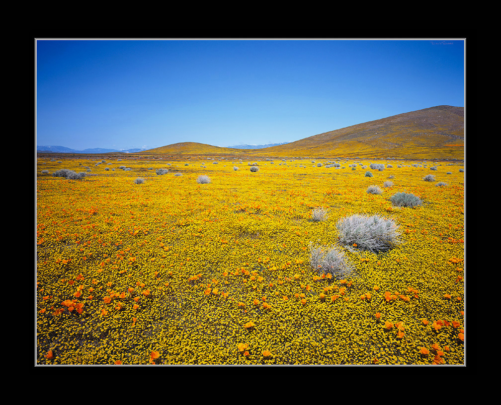 David Senesac Antelope Valley Goldfield Poppy Plain