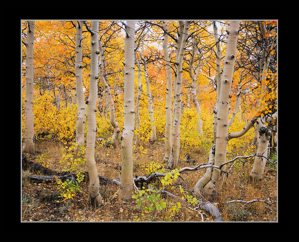 David Senesac Twisted Red Aspen Grove Trunks are Everywhere