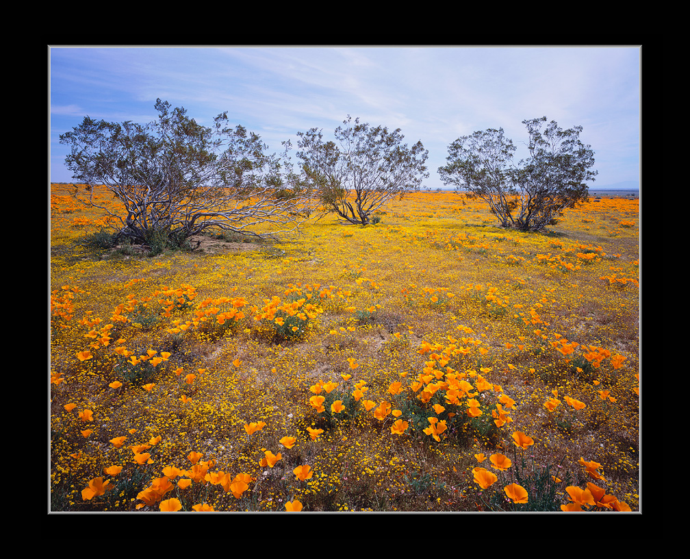 David Senesac Three Creosote Bushes on California Poppy Plain